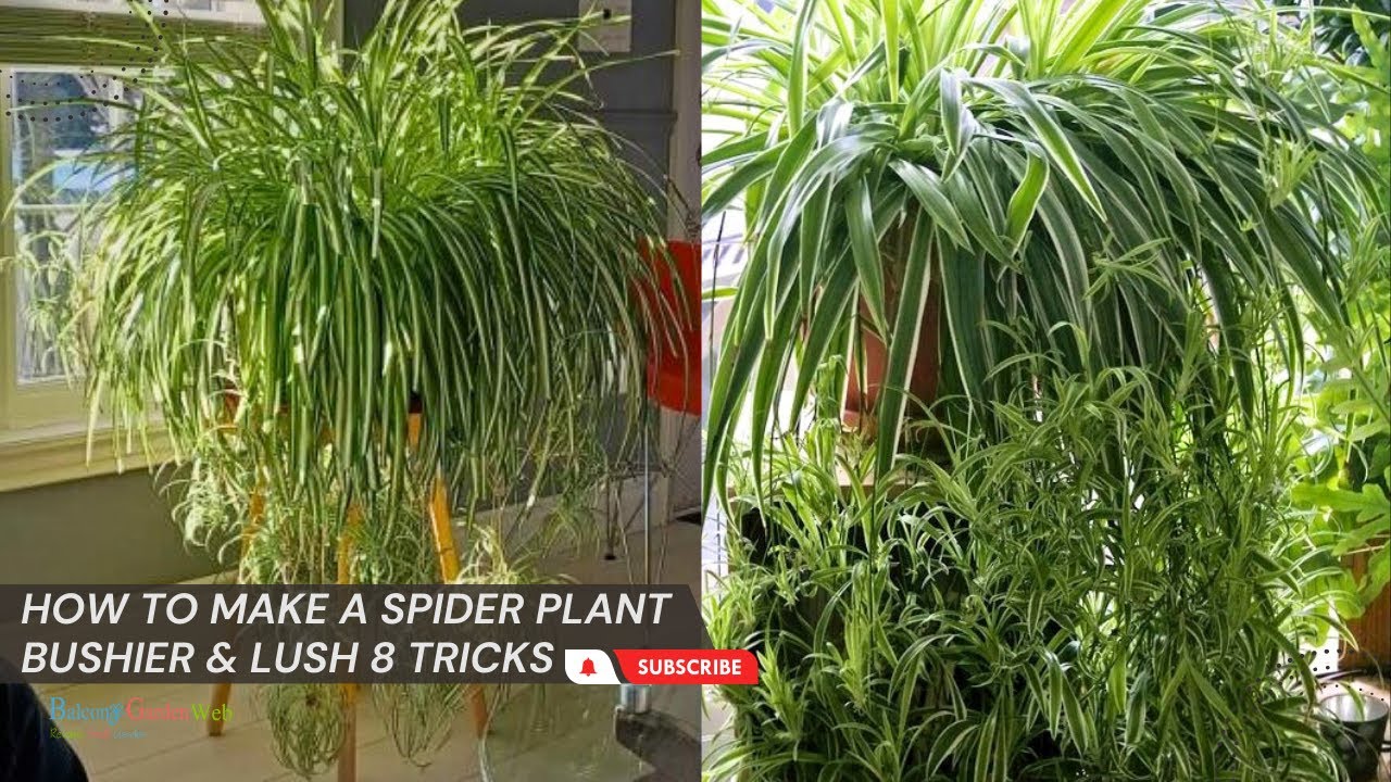 Transform your indoor spider plant into a statement plant