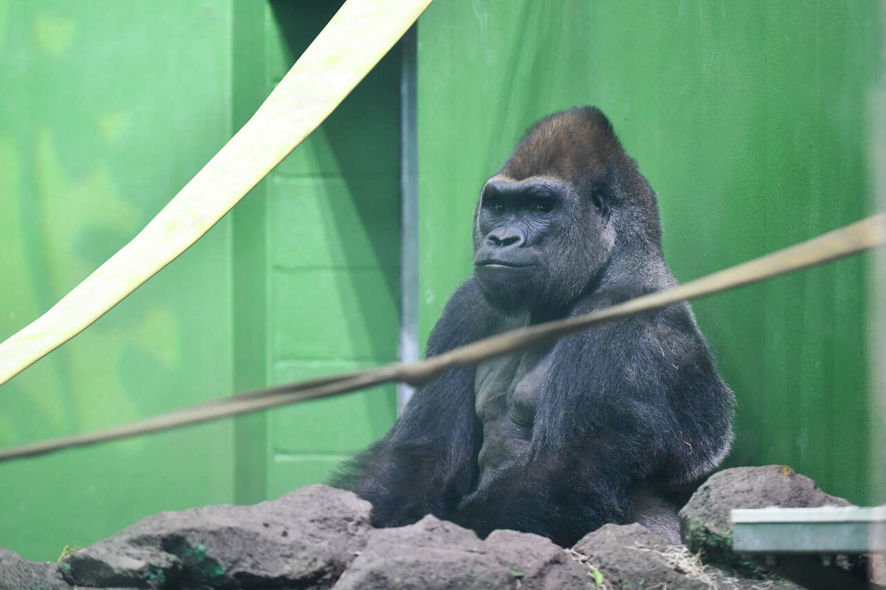 First look: Congo Falls brings gorillas back to the San Antonio Zoo in ...