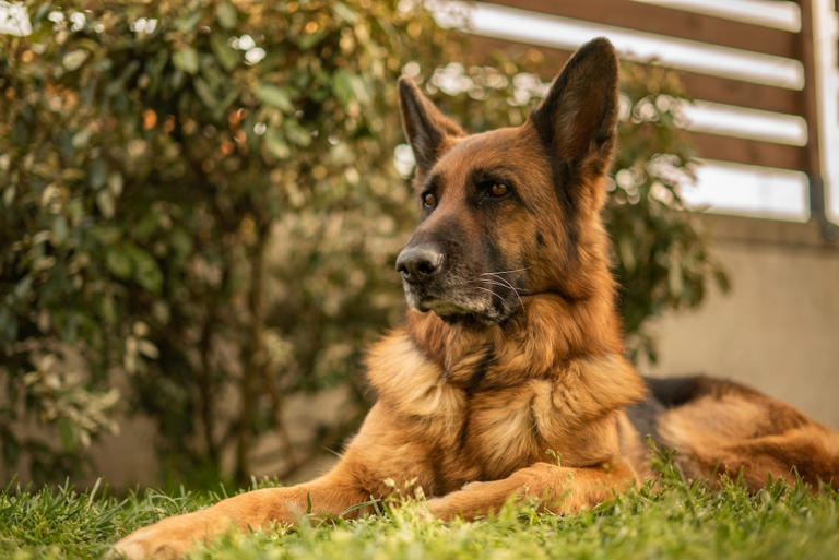 Sleepy German shepherd gives animal welfare staff a welcome surprise ...