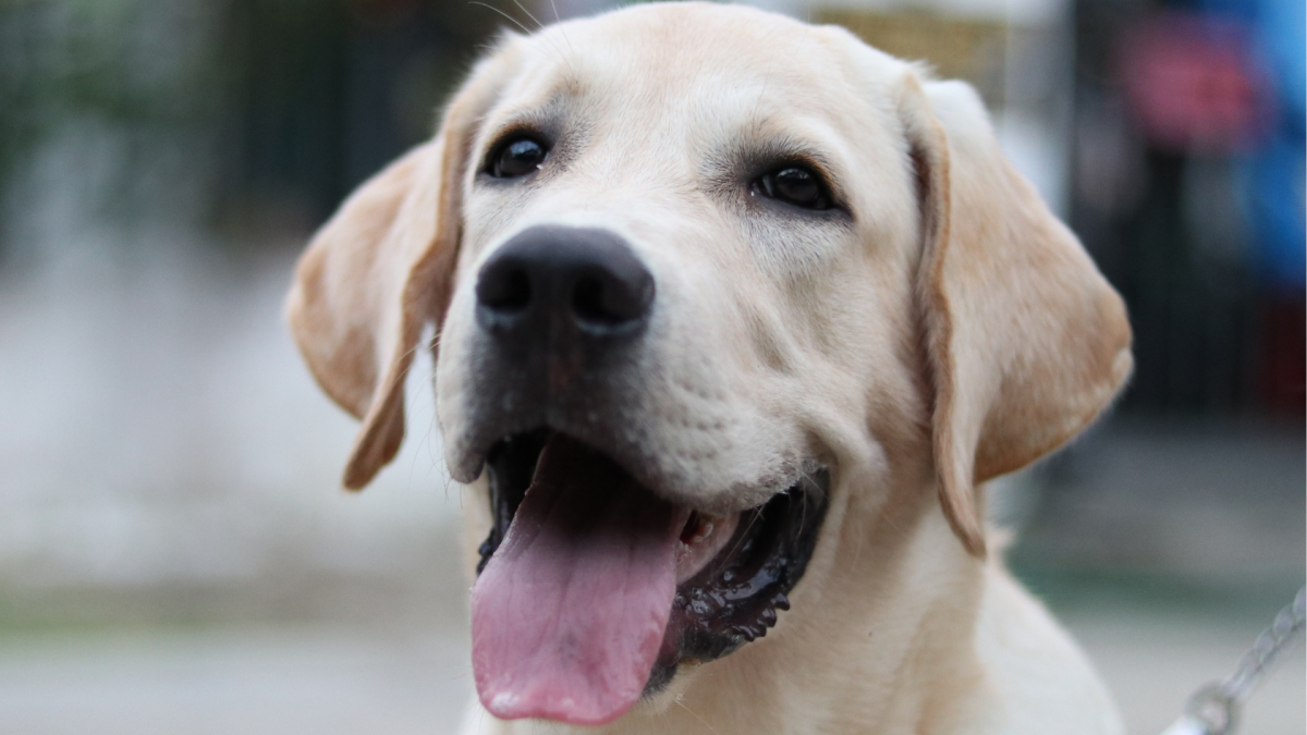 Dog dad teaching his new lab puppy to pounce like a lion is too funny