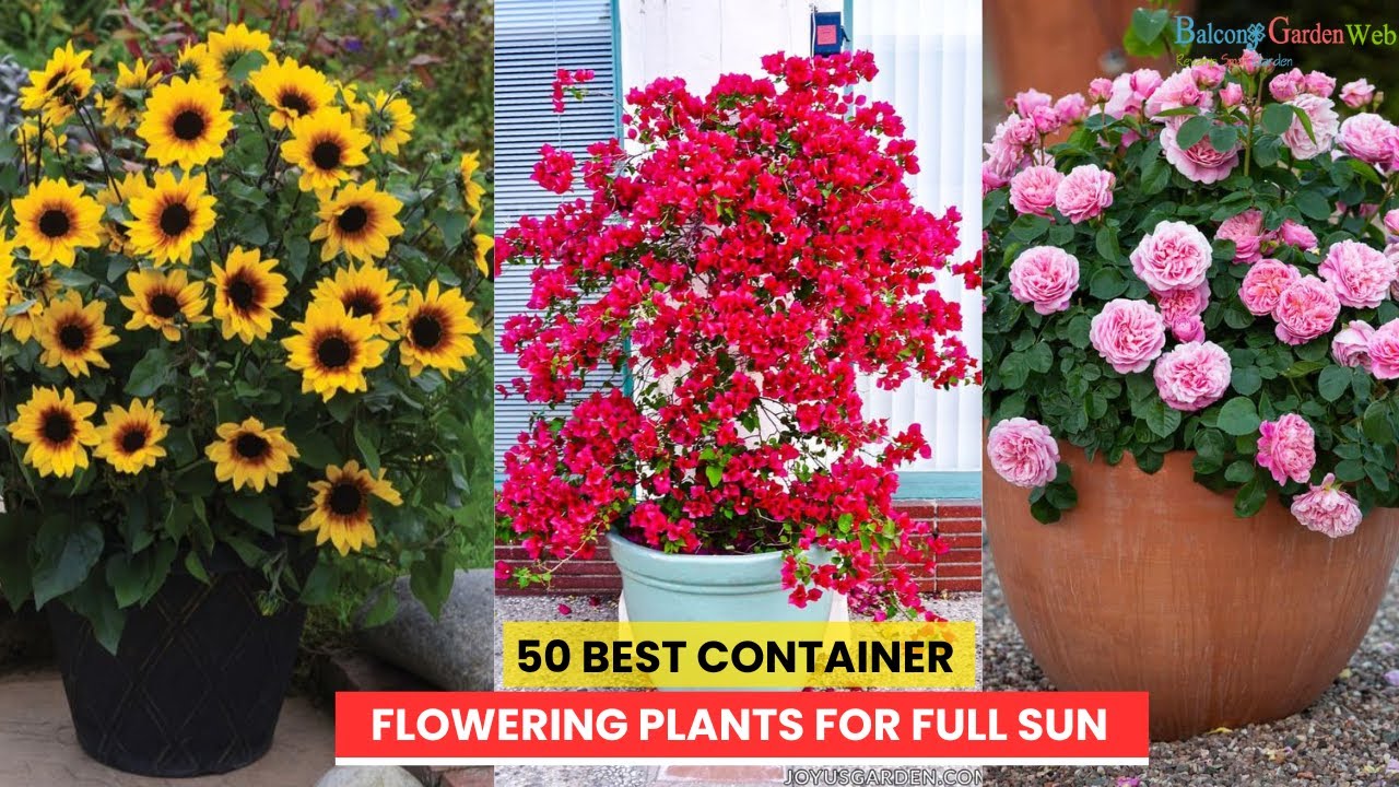 50 stunning container plants perfect for sunny outdoor spaces