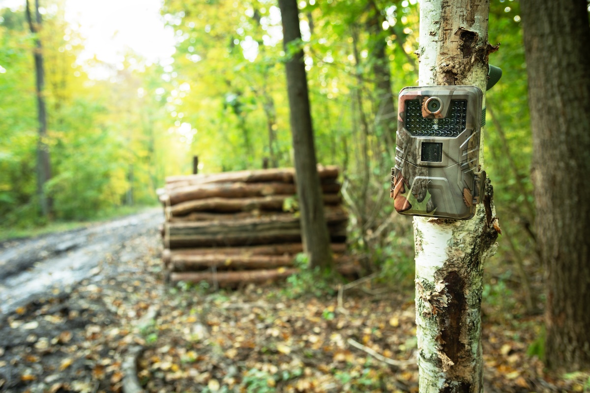 Watch: Trail cam captures clips of a two-legged bear
