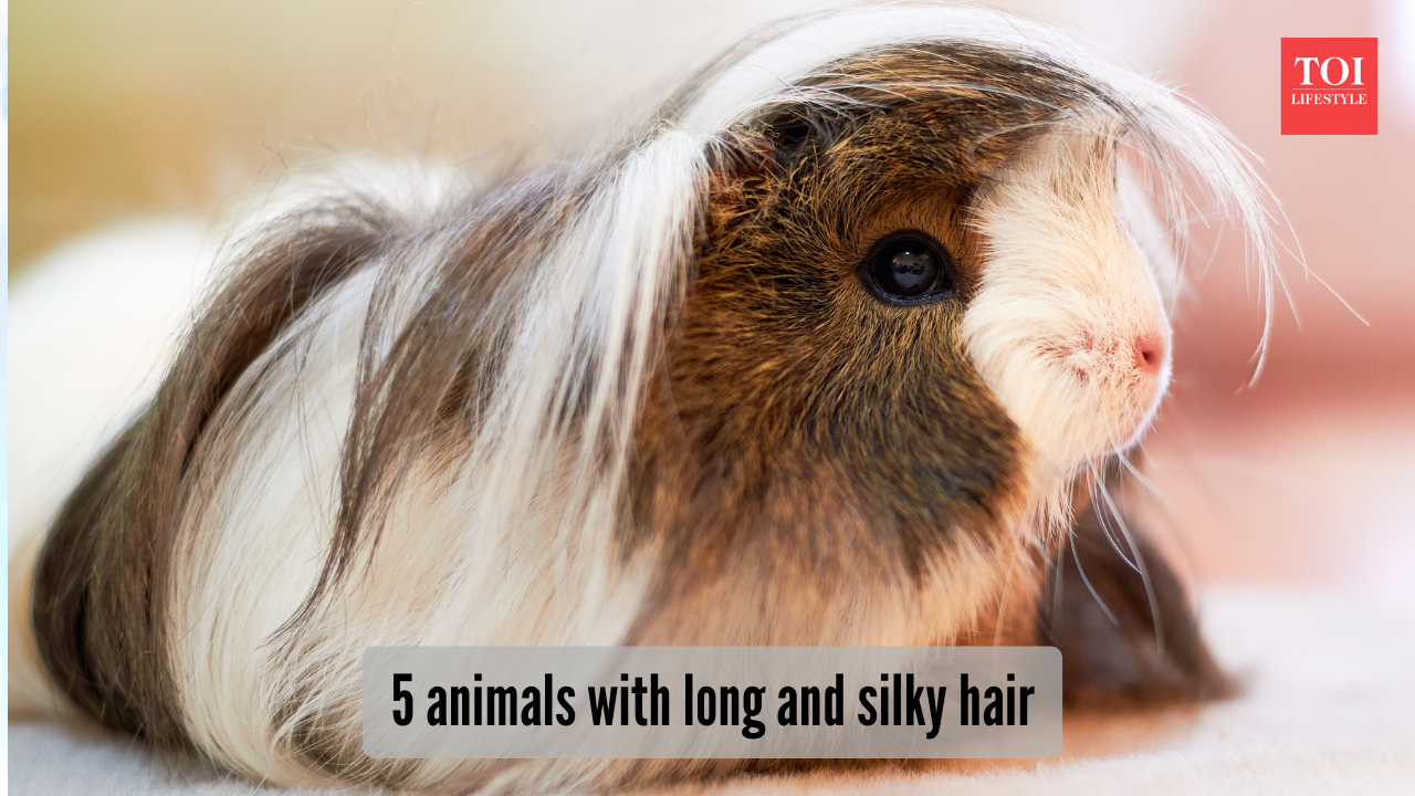 5 animals with long, silky hair that secretly help them survive