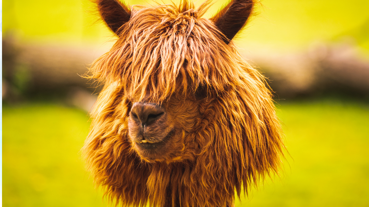 5 animals with long, silky hair that secretly help them survive