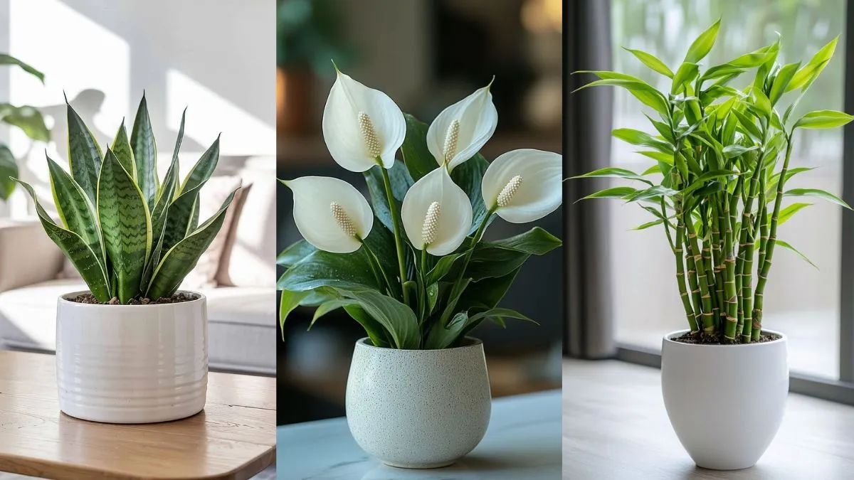 5 best indoor plants for air purification and creating a serene atmosphere