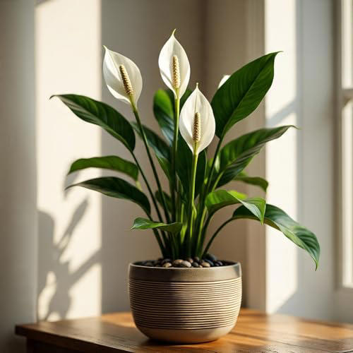 5 best indoor plants for air purification and creating a serene atmosphere