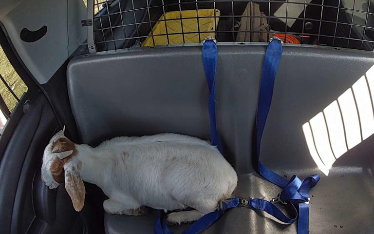 Texas police nab goat on the lam, and it's all on body cam