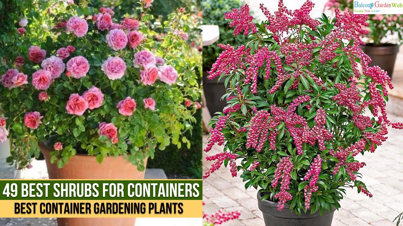 How to use 49 container shrubs to enhance your outdoor space