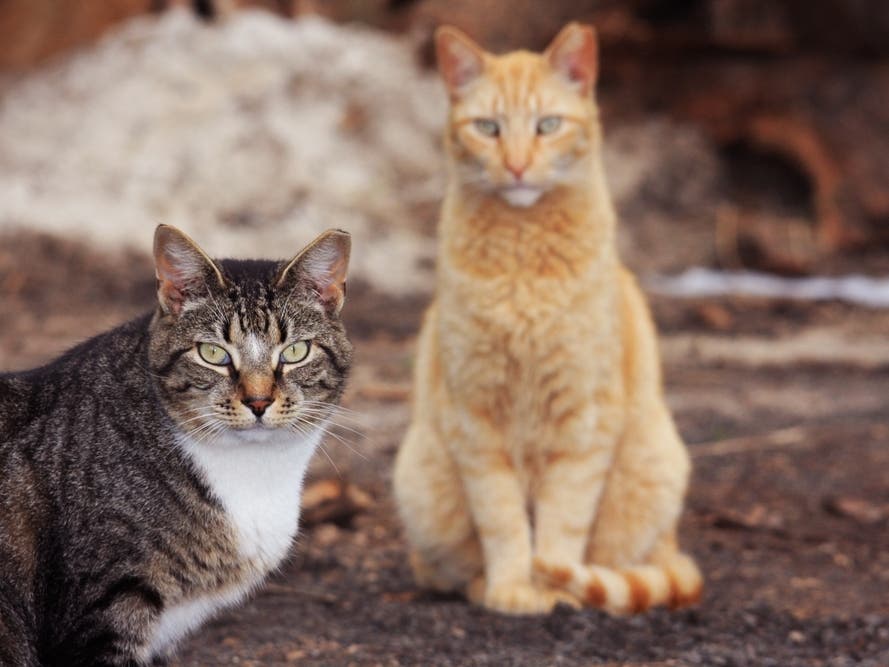 27 cats in need of 'immediate placement': Naugatuck Animal Control