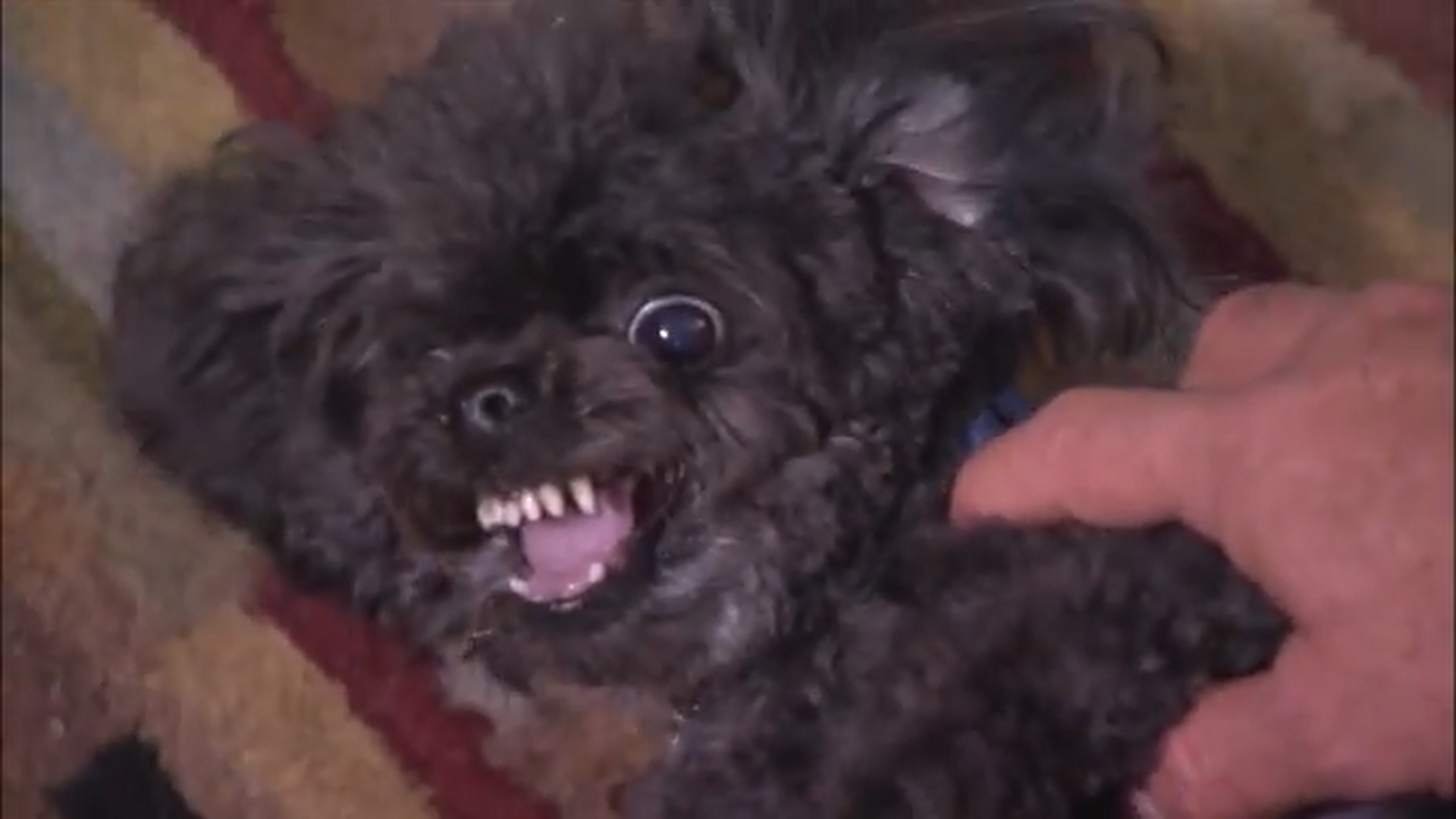 Teacup terror! Aggressive poodle attacks its own family | Dog Whisperer ...