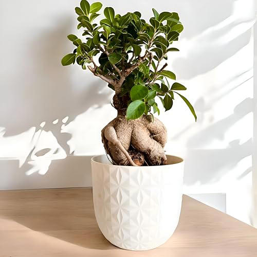 Low Maintenance Plants That Purifies Air For Healthy Indoor Living
