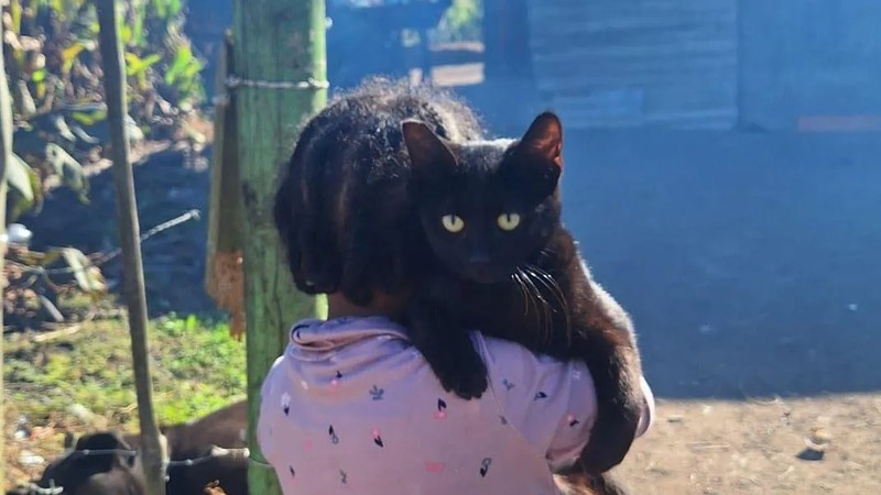Alley Cat Rescue surpasses 15 000 cat sterilisation milestone to ...