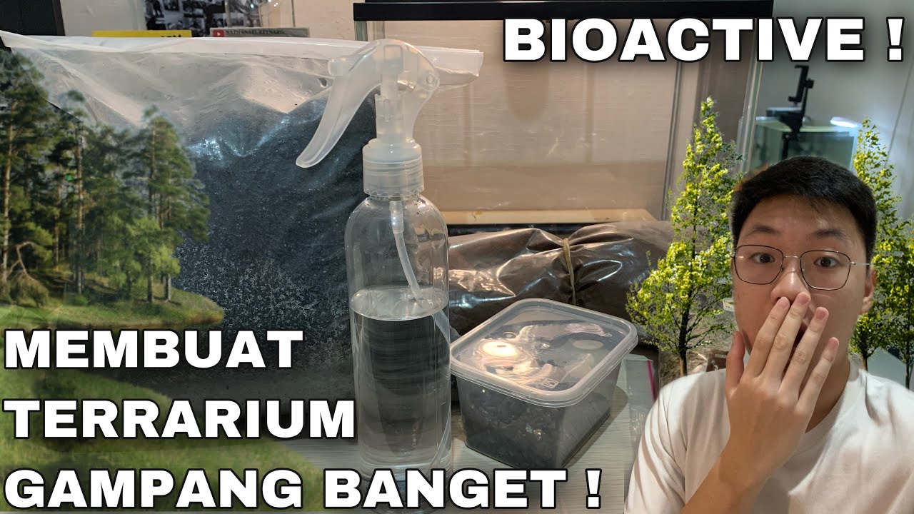 Terarium aktif sederhana: Panduan langkah demi langkah untuk hewan kecil