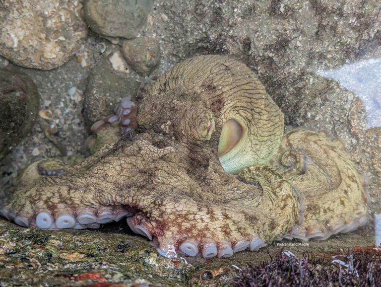 Beachgoer's unexpected encounter with a rare octopus on Texas coast