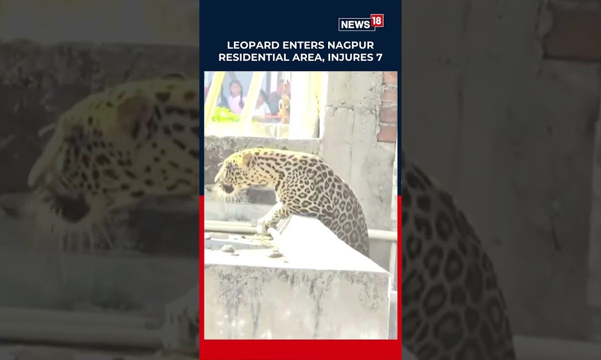 Watch wild encounter in Nagpur: Leopard enters Pardi locality, 7 people ...