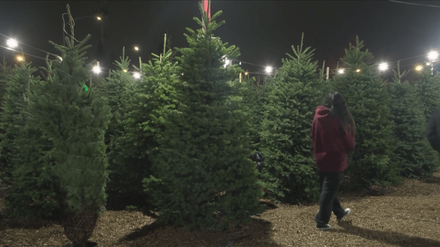 'We are up': Valley live tree lots report increase in customers