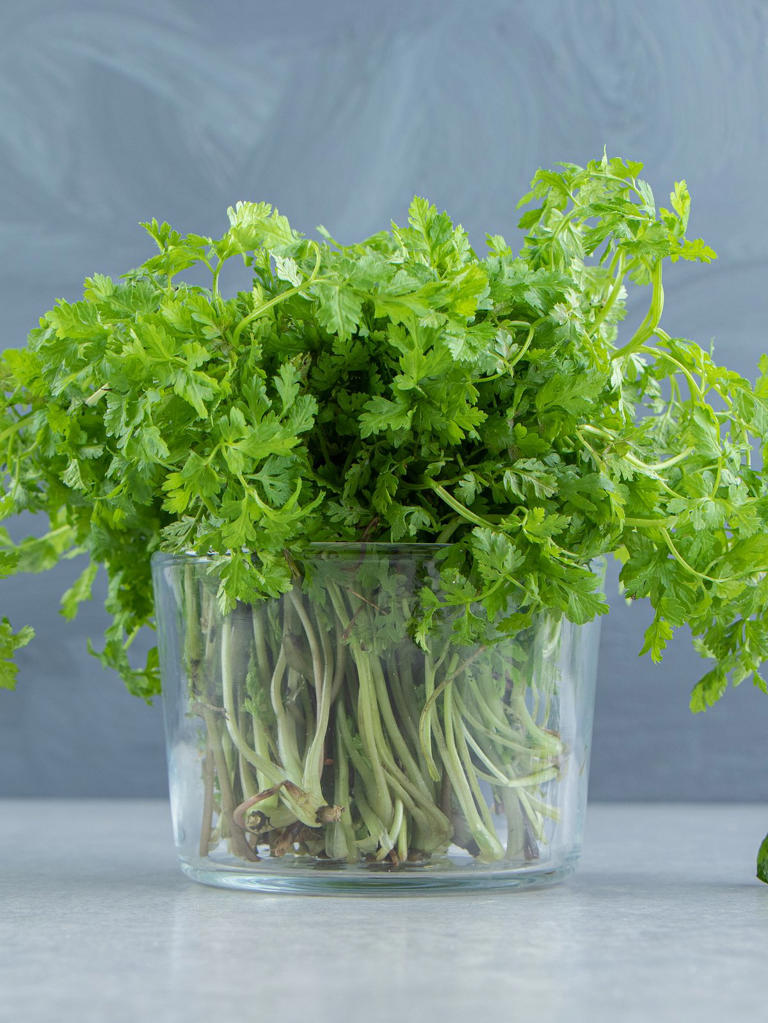 4 genius solutions to keep coriander fresh for days