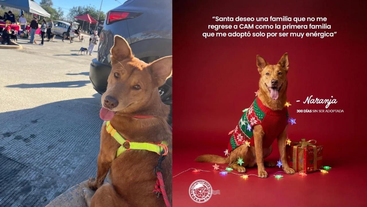 Perrita en Tijuana es regresada a control animal por sus adoptantes ...