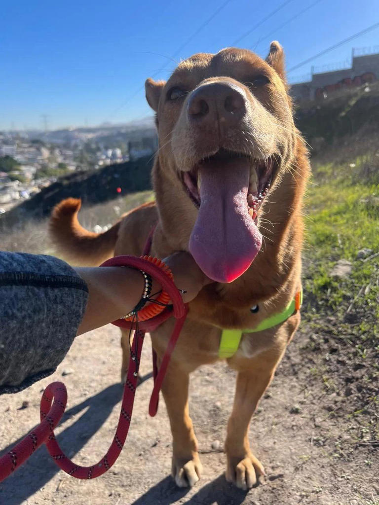 Perrita en Tijuana es regresada a control animal por sus adoptantes ...