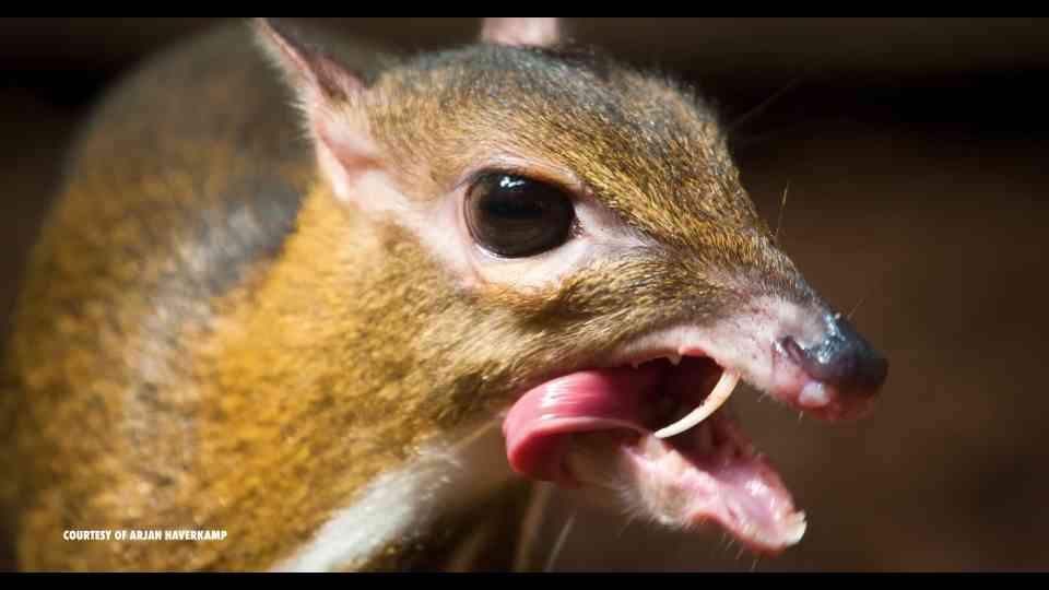 The tiny forest ungulate that moves like a ghost