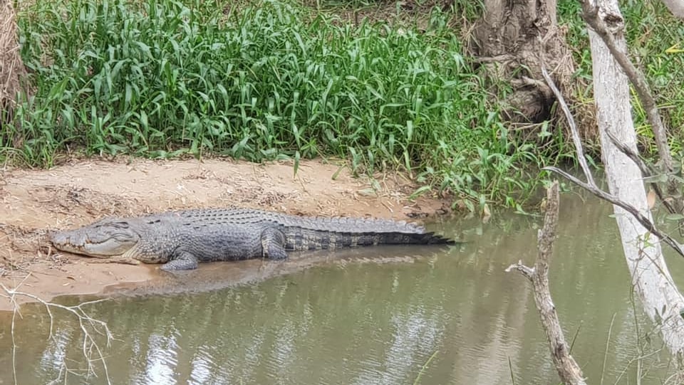 New crocodile management plan draws mixed response in north Queensland