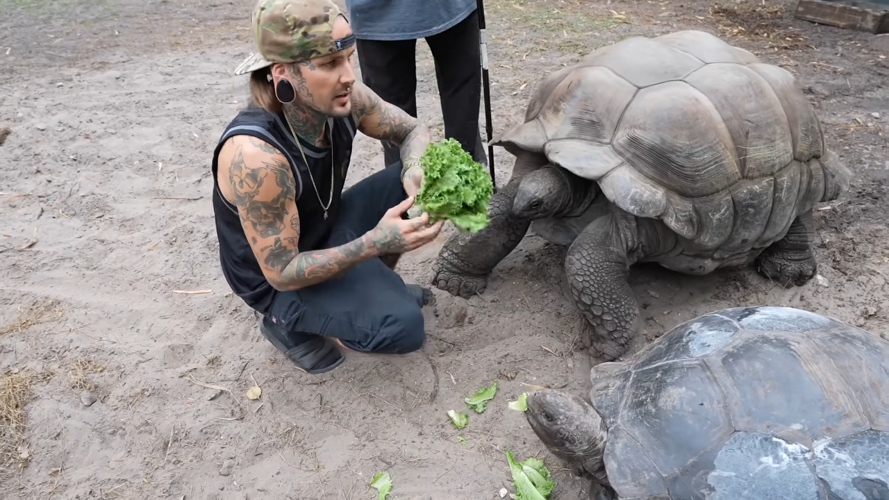 When a powerful tortoise’s legs stop working without warning