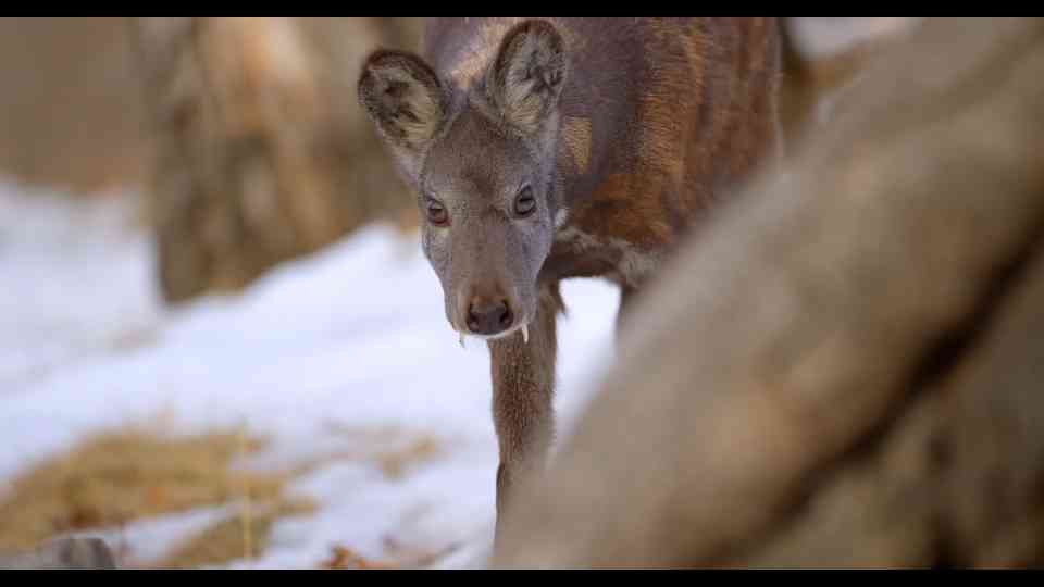 Inside the mystery of a deer that traded antlers for razor sharp tusks