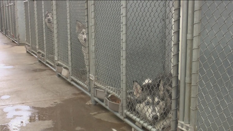 Copper Quill Haven chosen to lead Canyon County's animal shelter