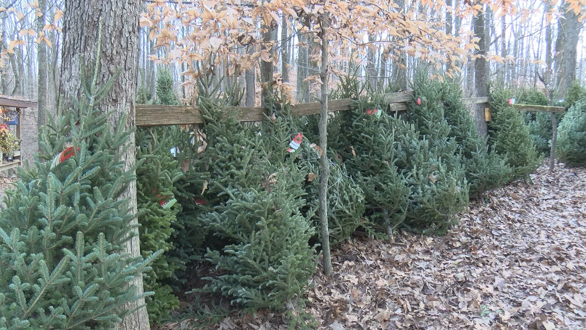 Heartland Christmas tree farm is busy this holiday season