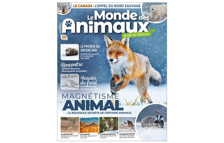 Pourquoi les chiens ont besoin d’une routine (et comment bien l ...