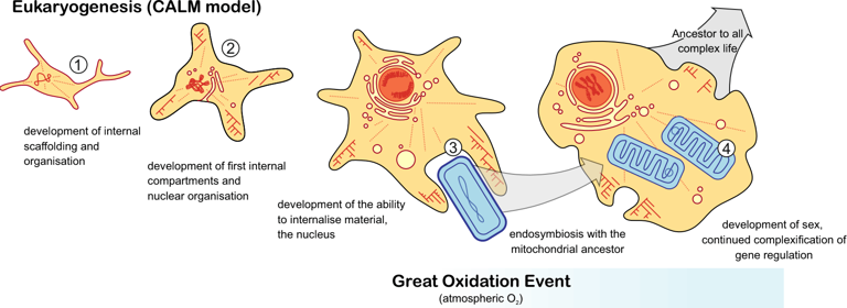 🧬 Complex life emerged nearly a billion years earlier than estimated