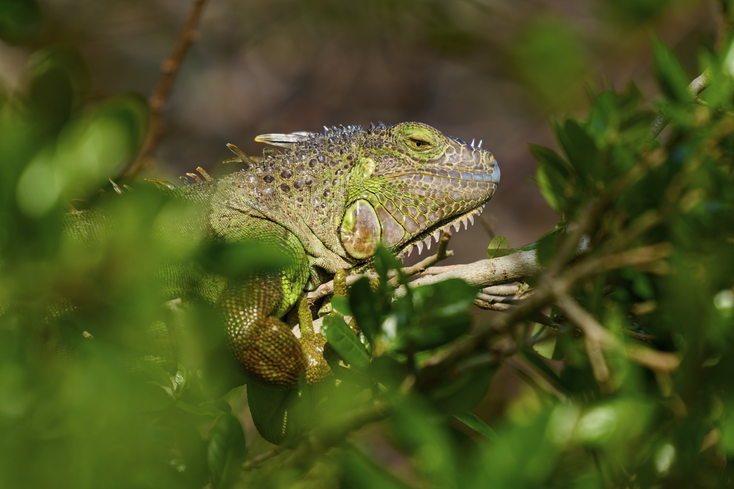 Beware of falling iguanas in Florida's cold snap