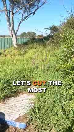 Most overgrown yard ever