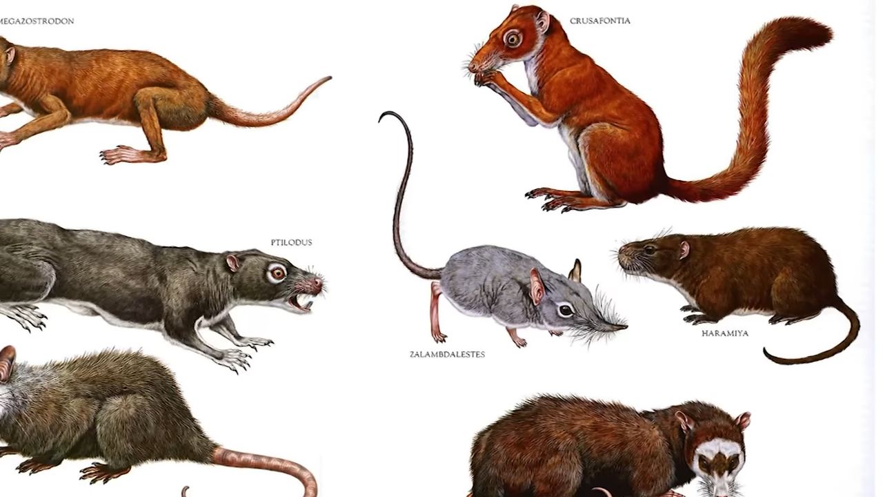 The global rodent hierarchy showing which species rise far above the rest