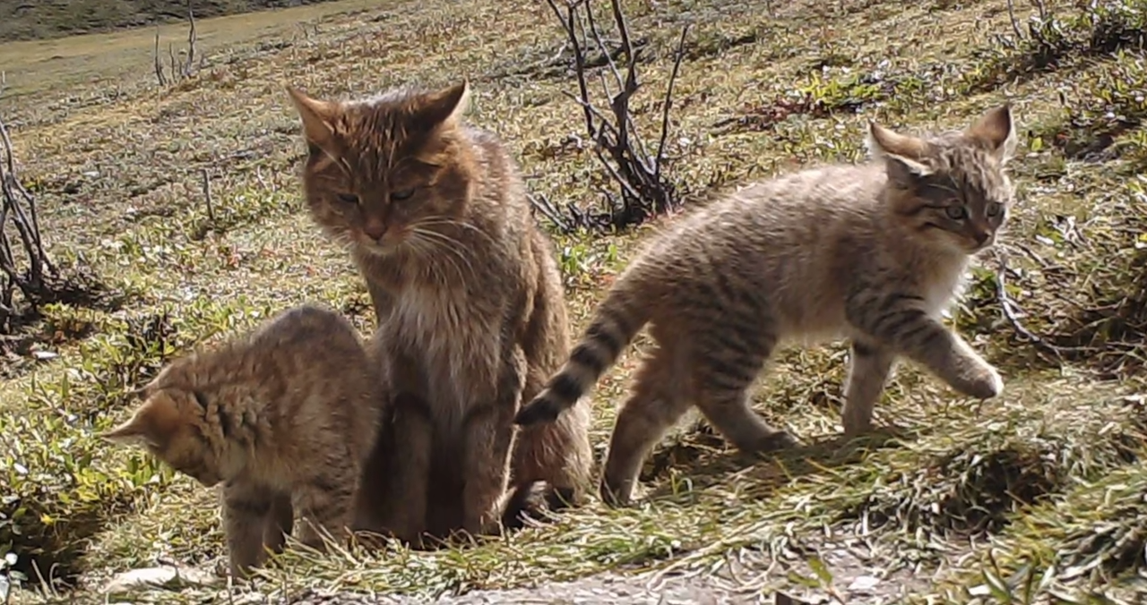 African wildcat; the cat that domesticated us