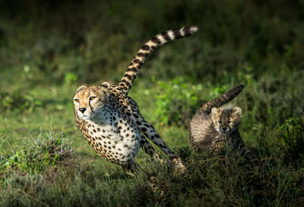 5 animals that would outrun and outswim you before you blink