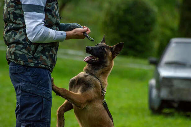 5 effective training techniques for farm animals