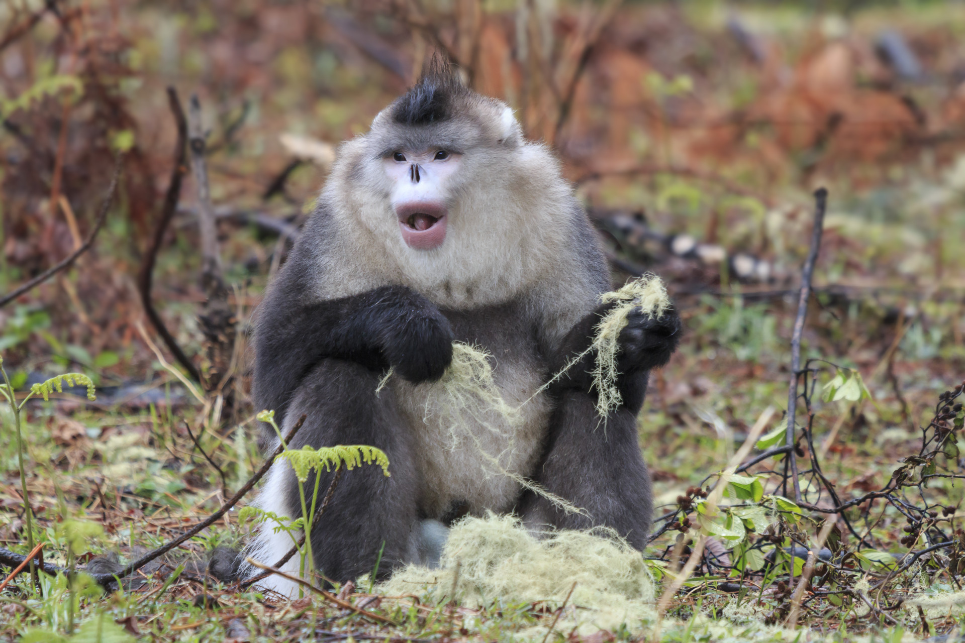 Weird and wonderful animals you've never heard of
