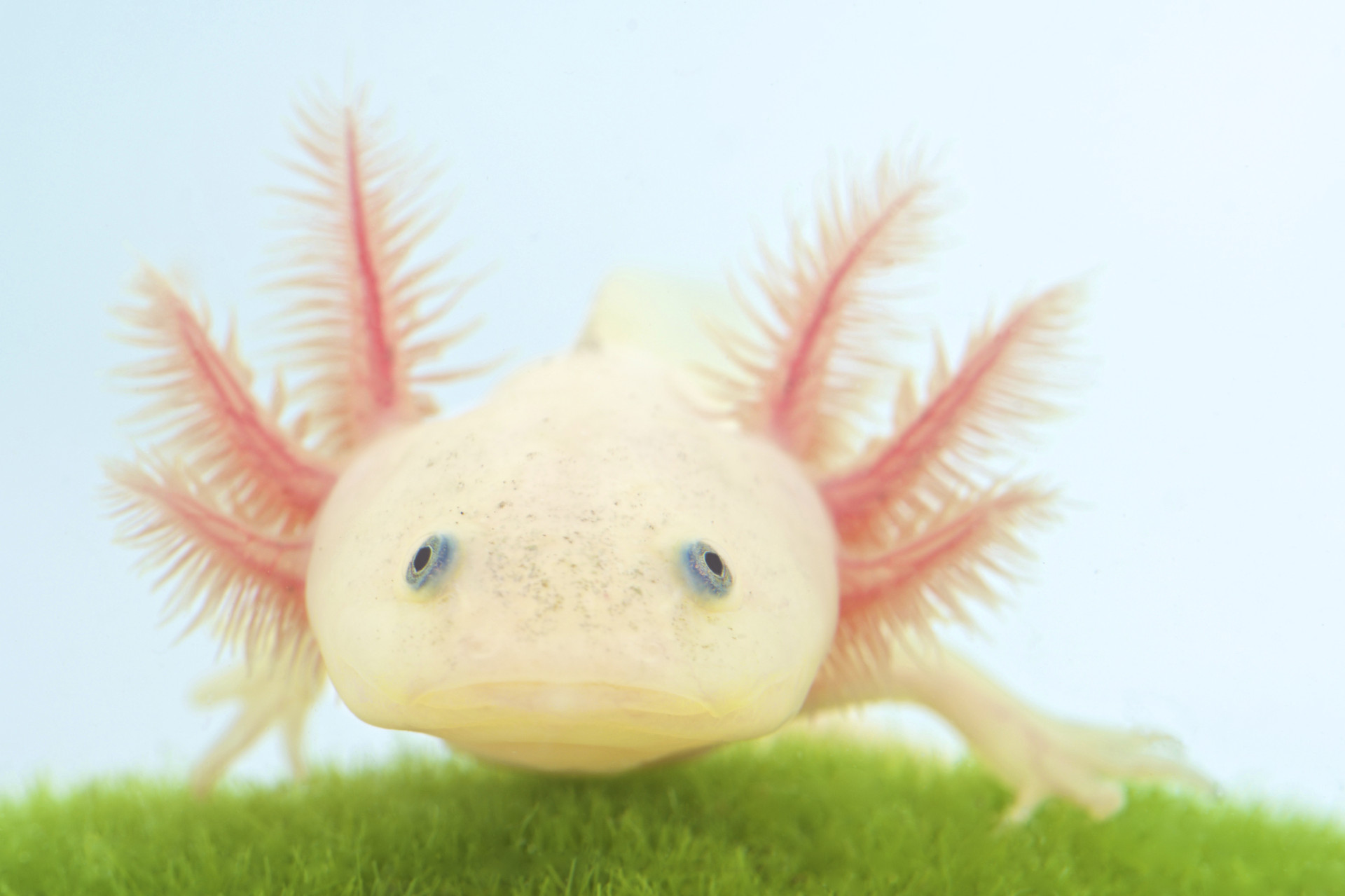 Weird and wonderful animals you've never heard of