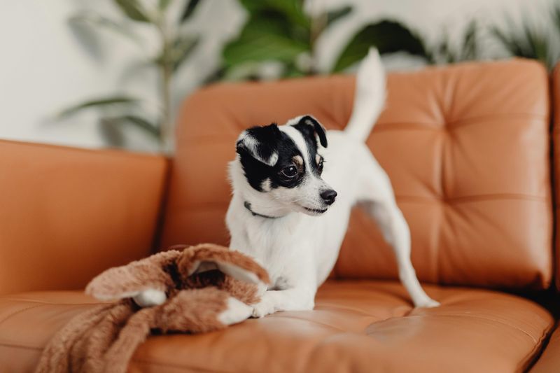 9 quirky things dogs like to do when they think they’re alone