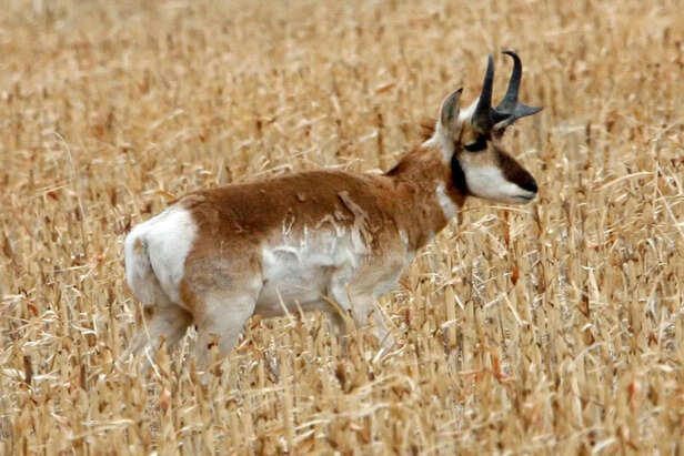 5 animals that would outrun and outswim you before you blink