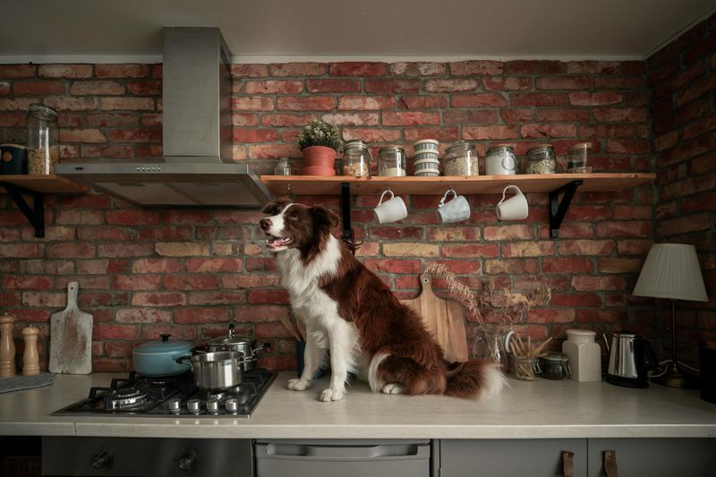9 quirky things dogs like to do when they think they’re alone
