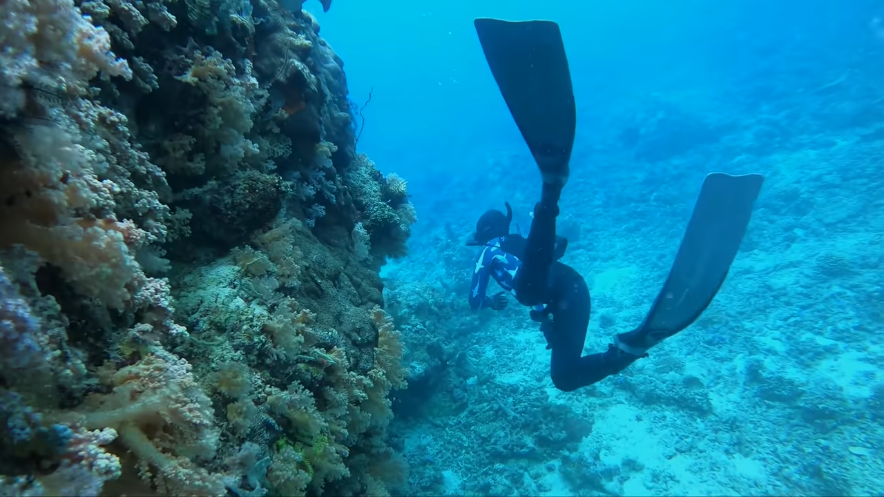 What happens when a shark bites your fin during a spearfishing dive