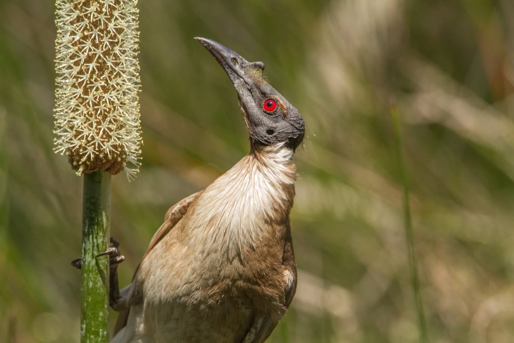 Take a gander at the world’s funniest birds
