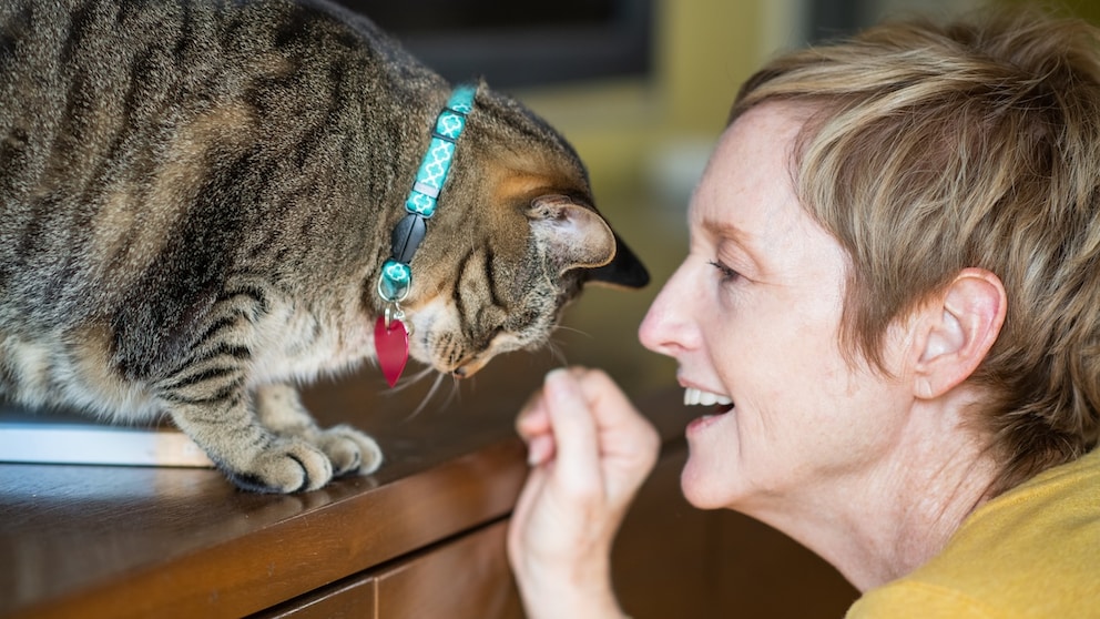 Do cats understand us when we meow at them?