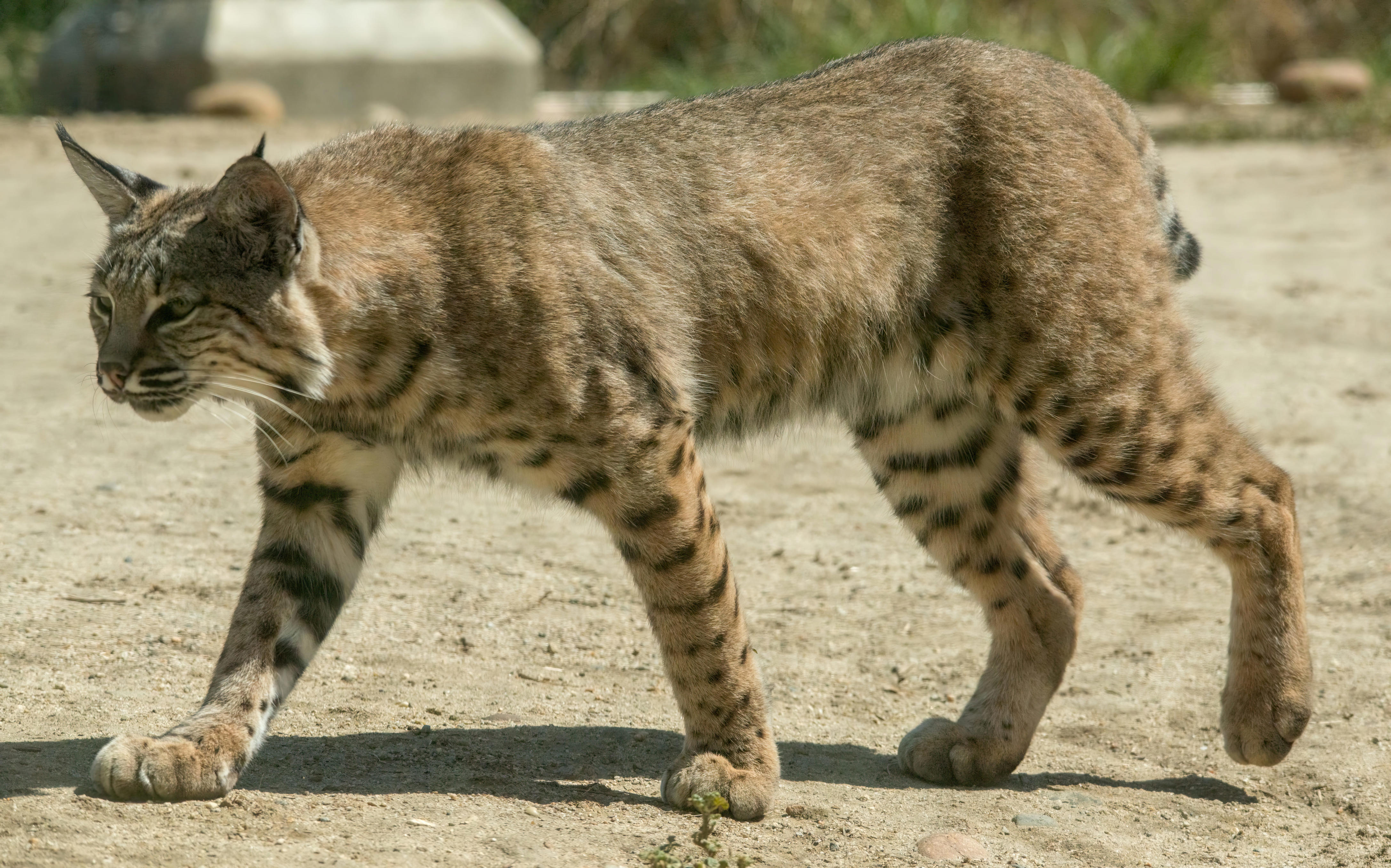 Bobcat kills family dog in Frisco as neighbors report multiple sightings