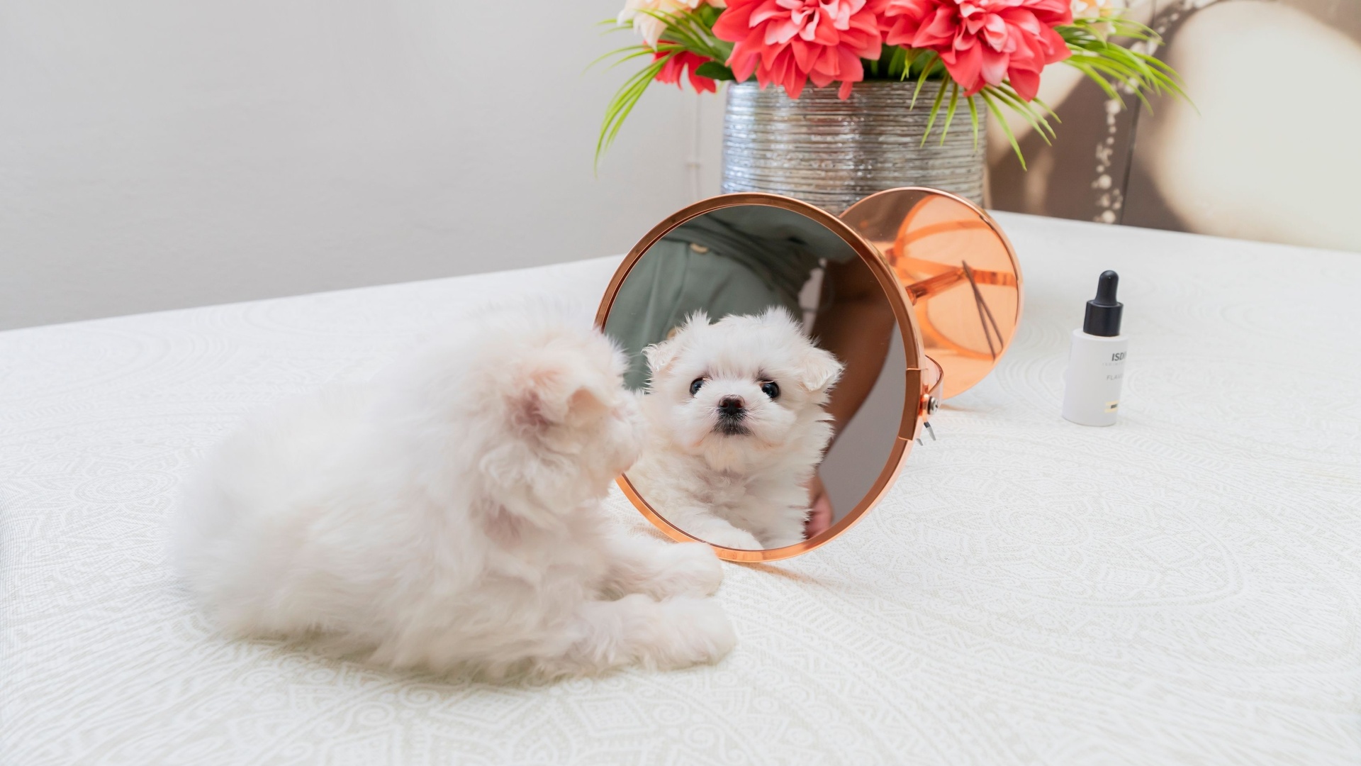 9 quirky things dogs like to do when they think they’re alone