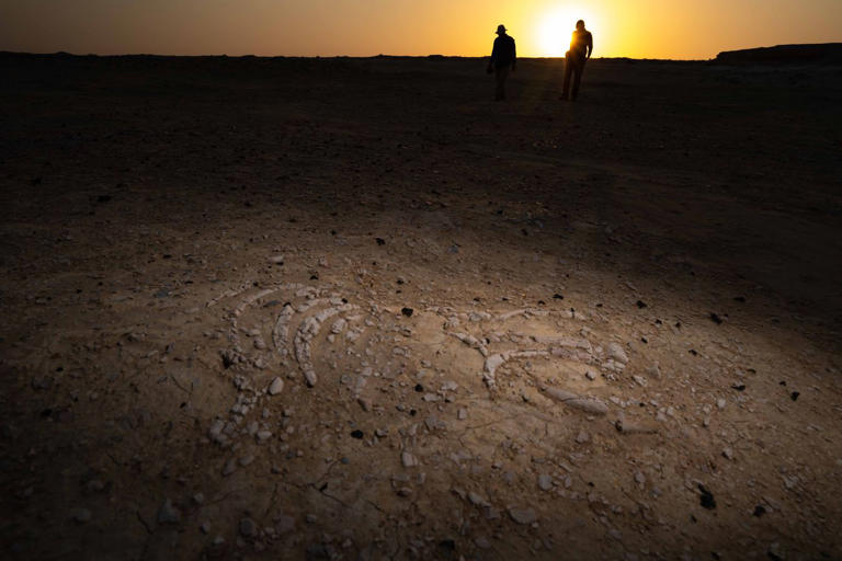 A trove of sea cow fossils in Qatar reveals a new species that munched ...
