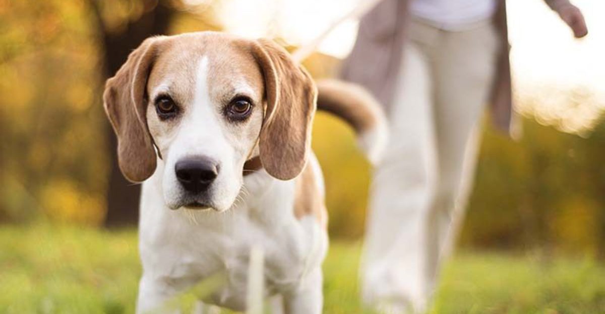 13 things dogs really wish you'd stop doing during walks