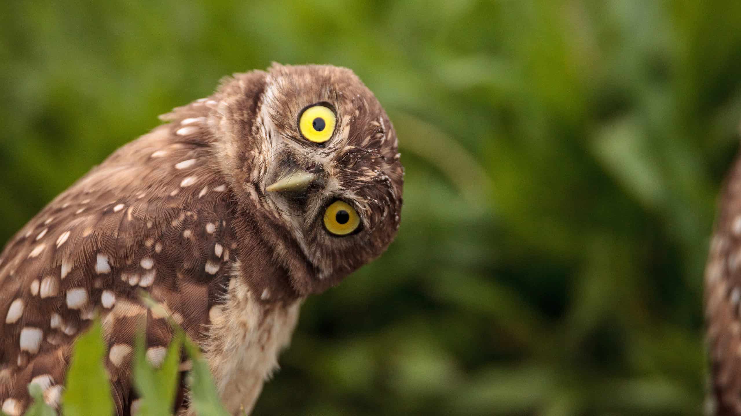 Take a gander at the world’s funniest birds